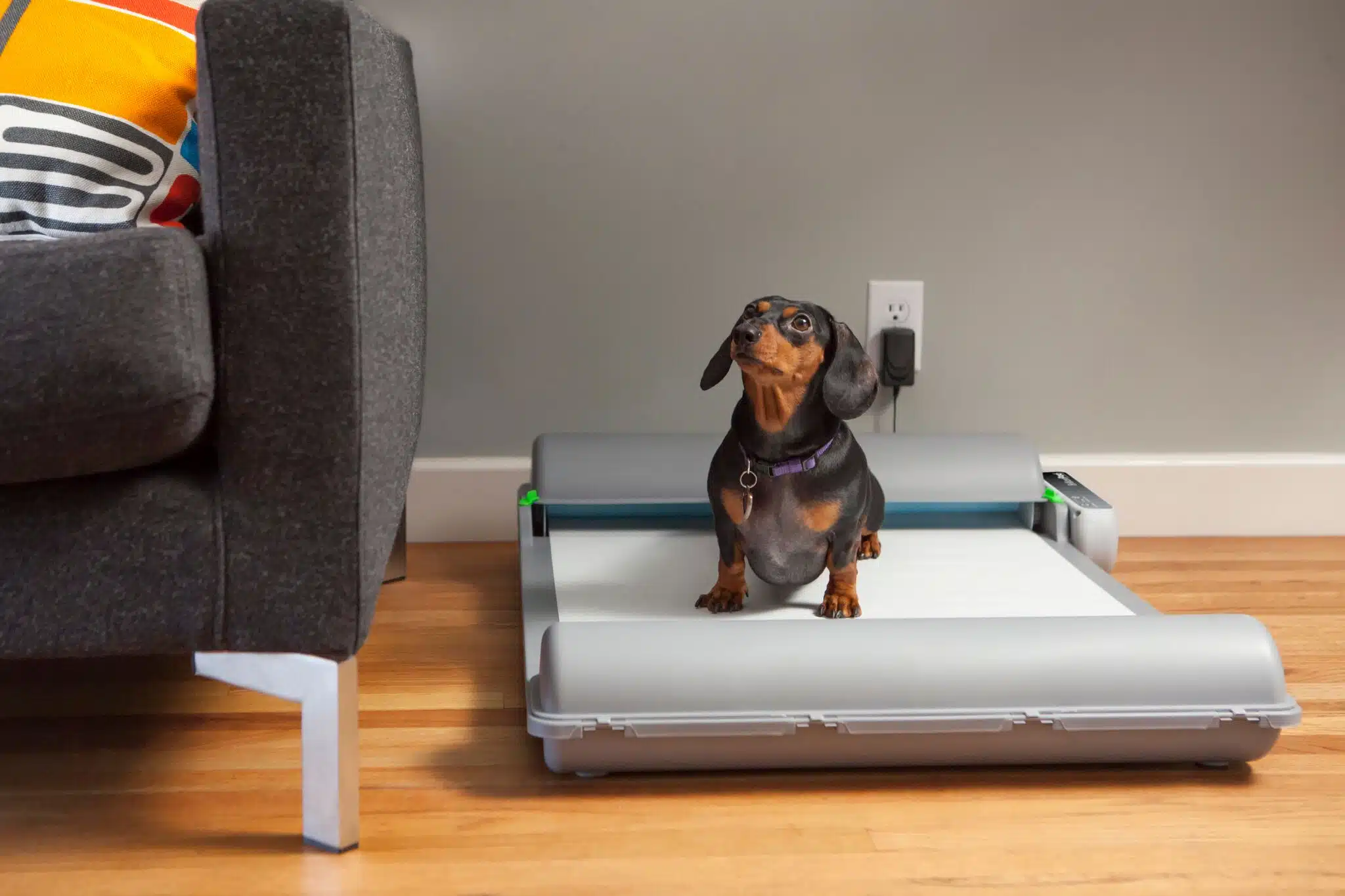 A smart toilet for dogs? Introducing, the BrilliantPad | KnowTechie