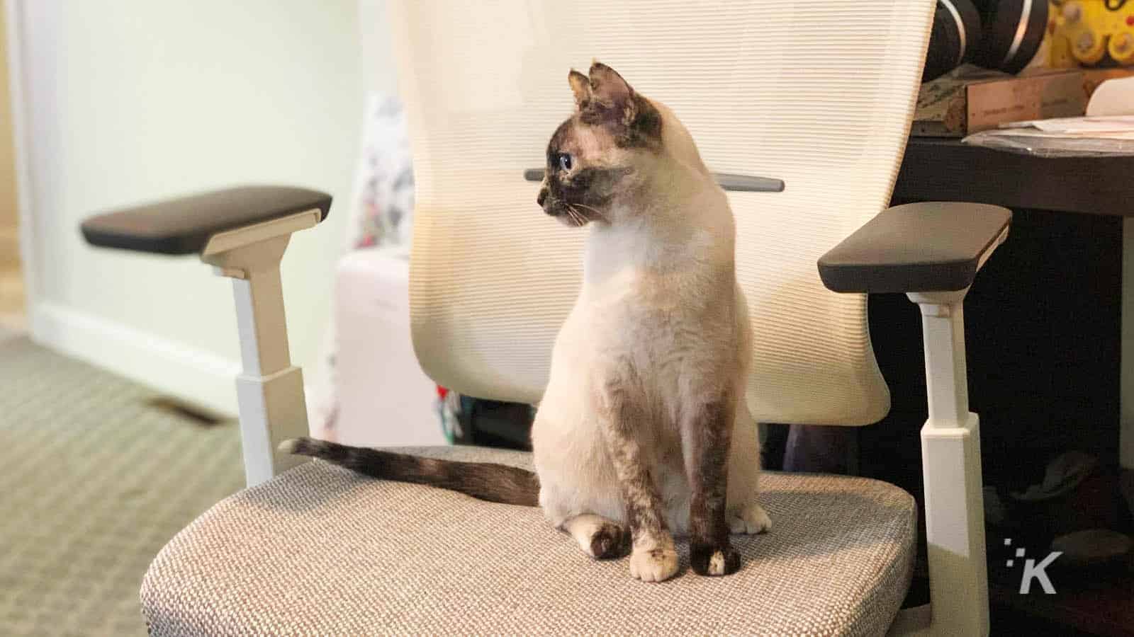 Review: Omega Chair - big on features, but what about comfort?