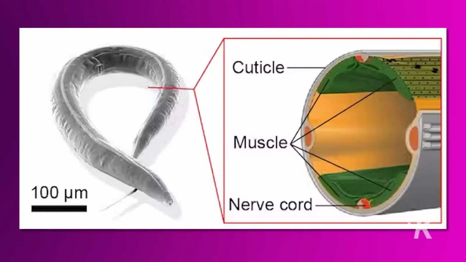 Worm-like robots will soon assist future search and rescue teams ...